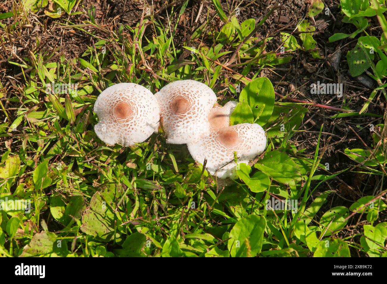 Panaeolus foenisecii, commonly known as Lawn Mower's mushrooms growing ...