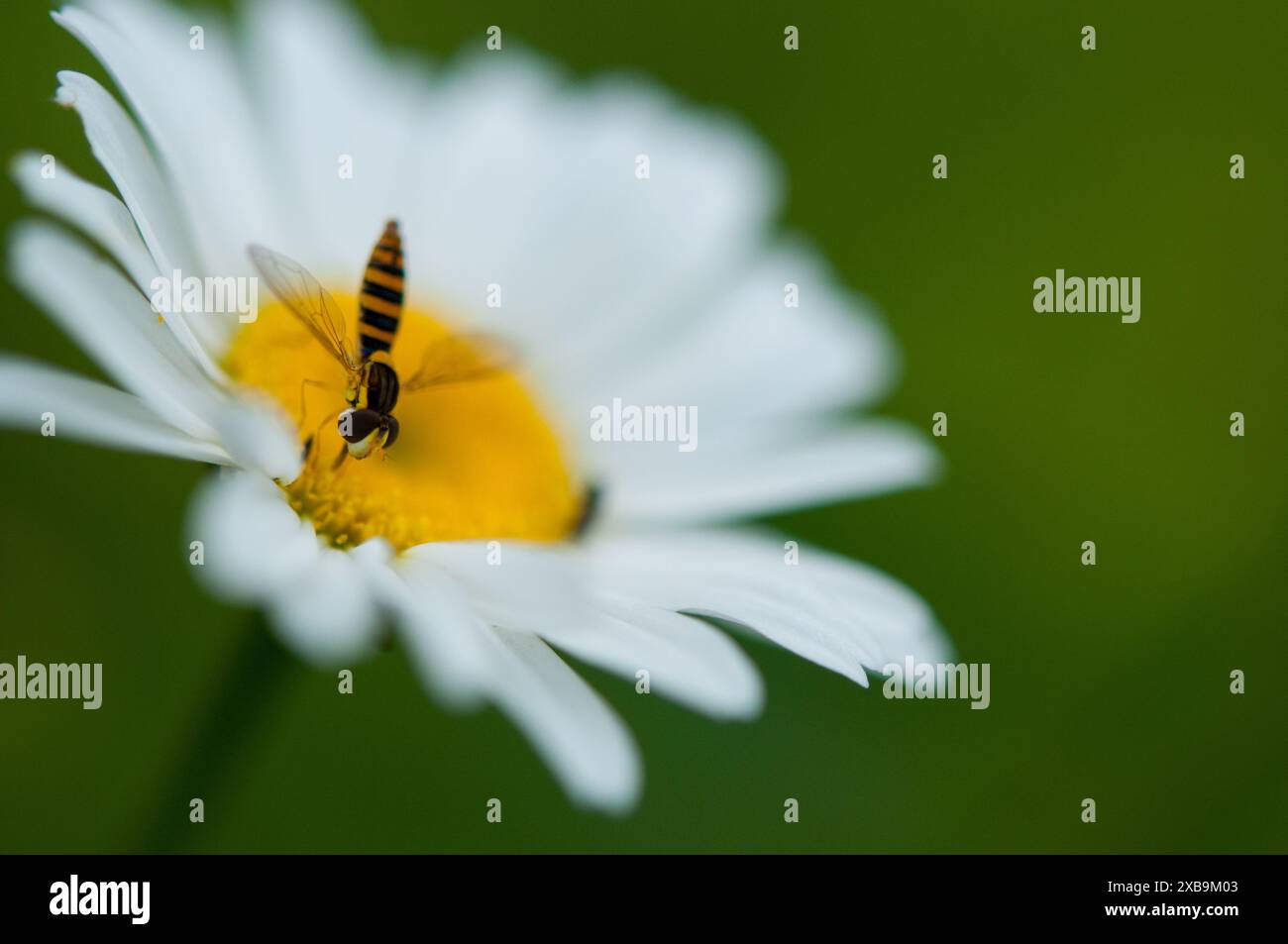 Oxeye Daisy with tiny flying pollinator landing on it Stock Photo - Alamy
