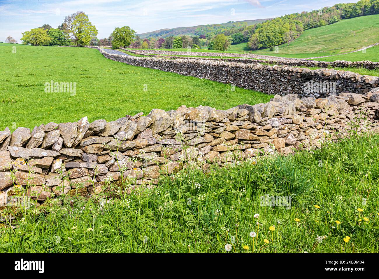 Dry stone walls and dandelions on the Pennines near the village of ...
