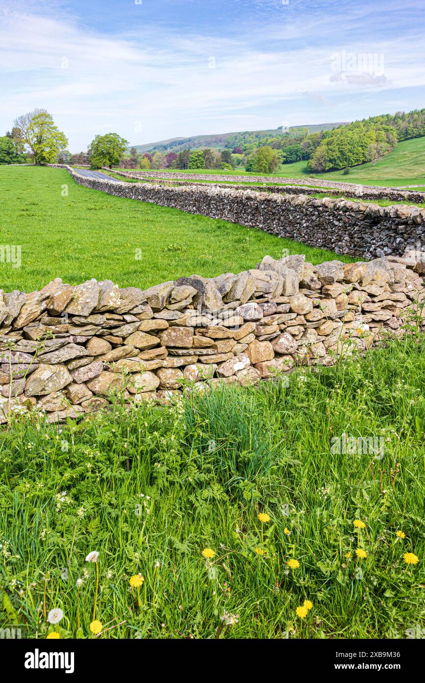 Dry stone walls and dandelions on the Pennines near the village of ...