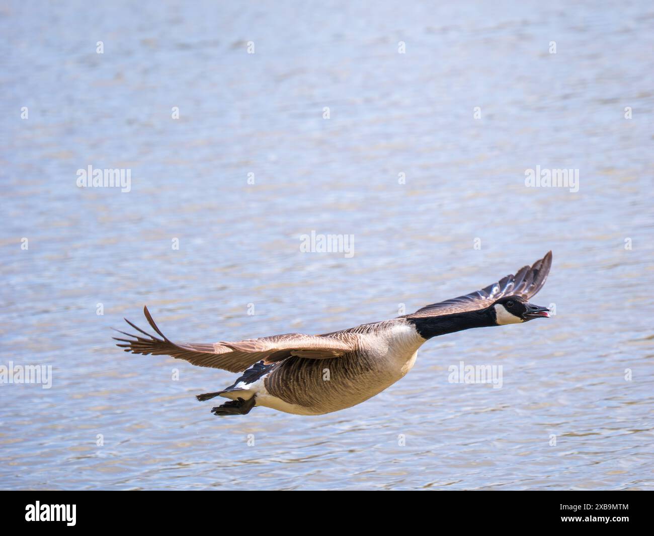 A Canada Goose in Flight Stock Photo - Alamy