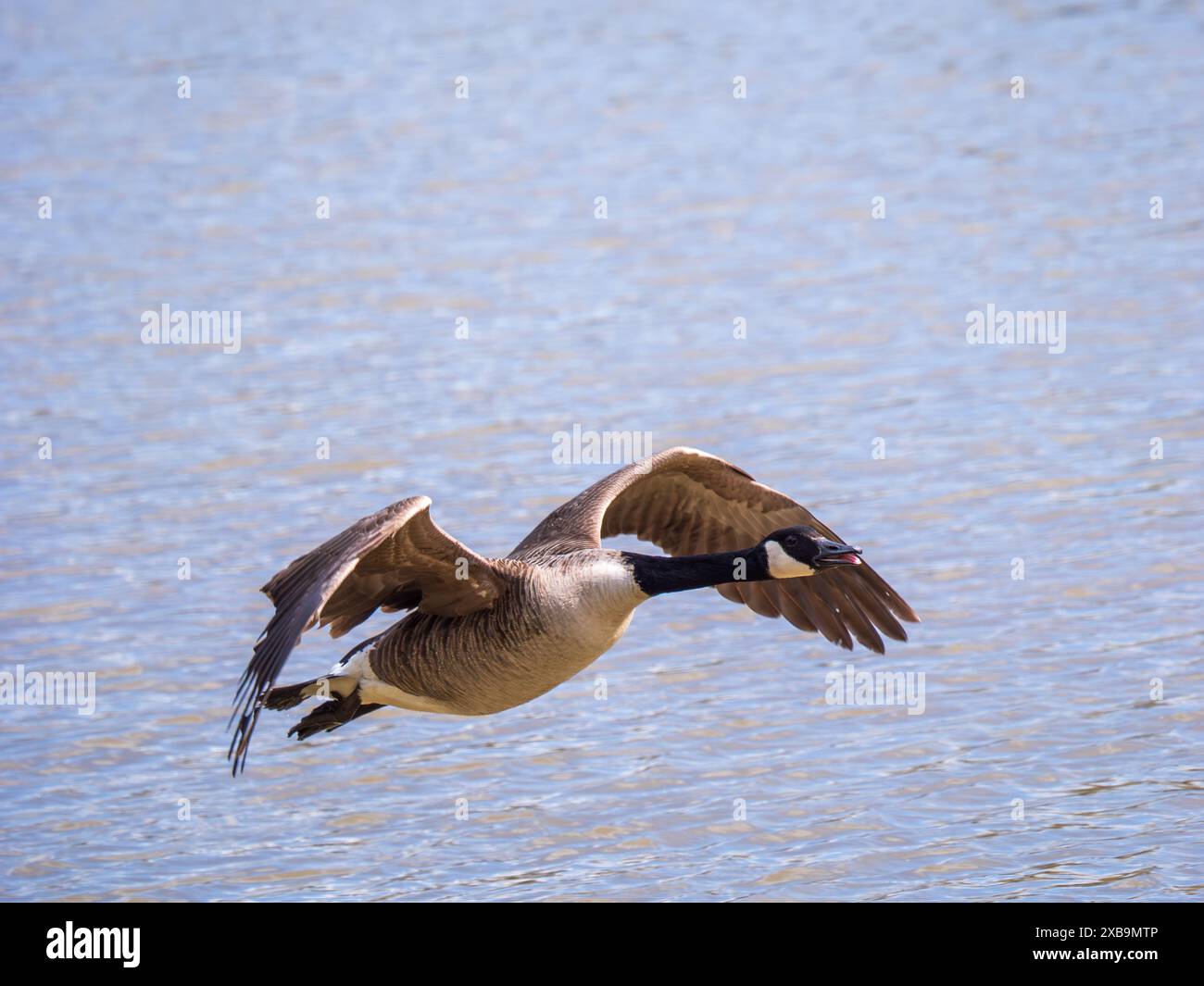 A Canada Goose in Flight Stock Photo - Alamy
