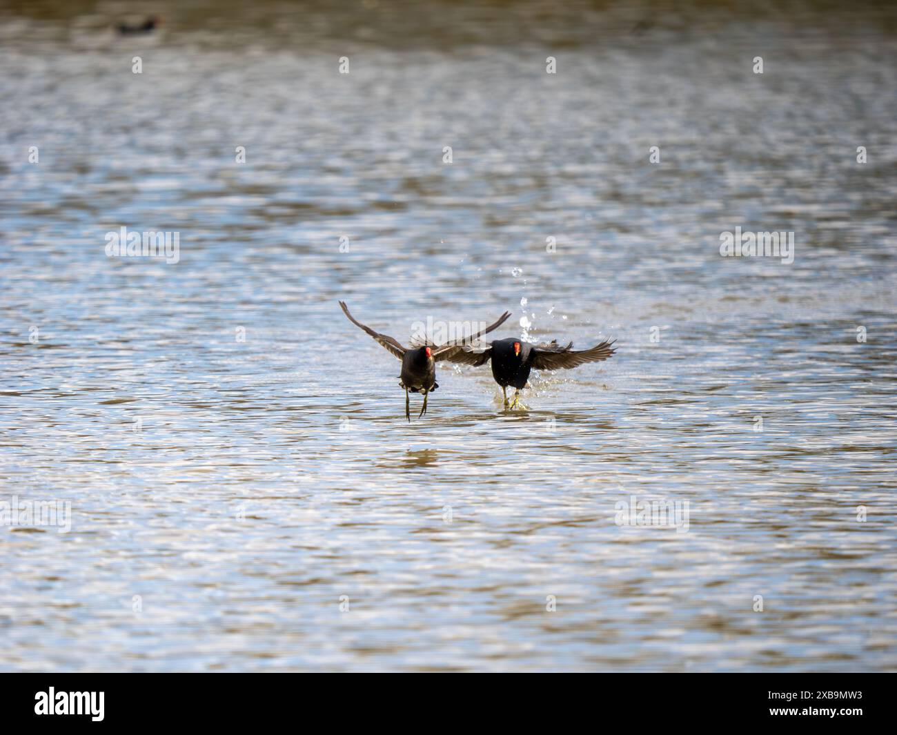 A Coot Flying Acrosss A Lake Stock Photo - Alamy
