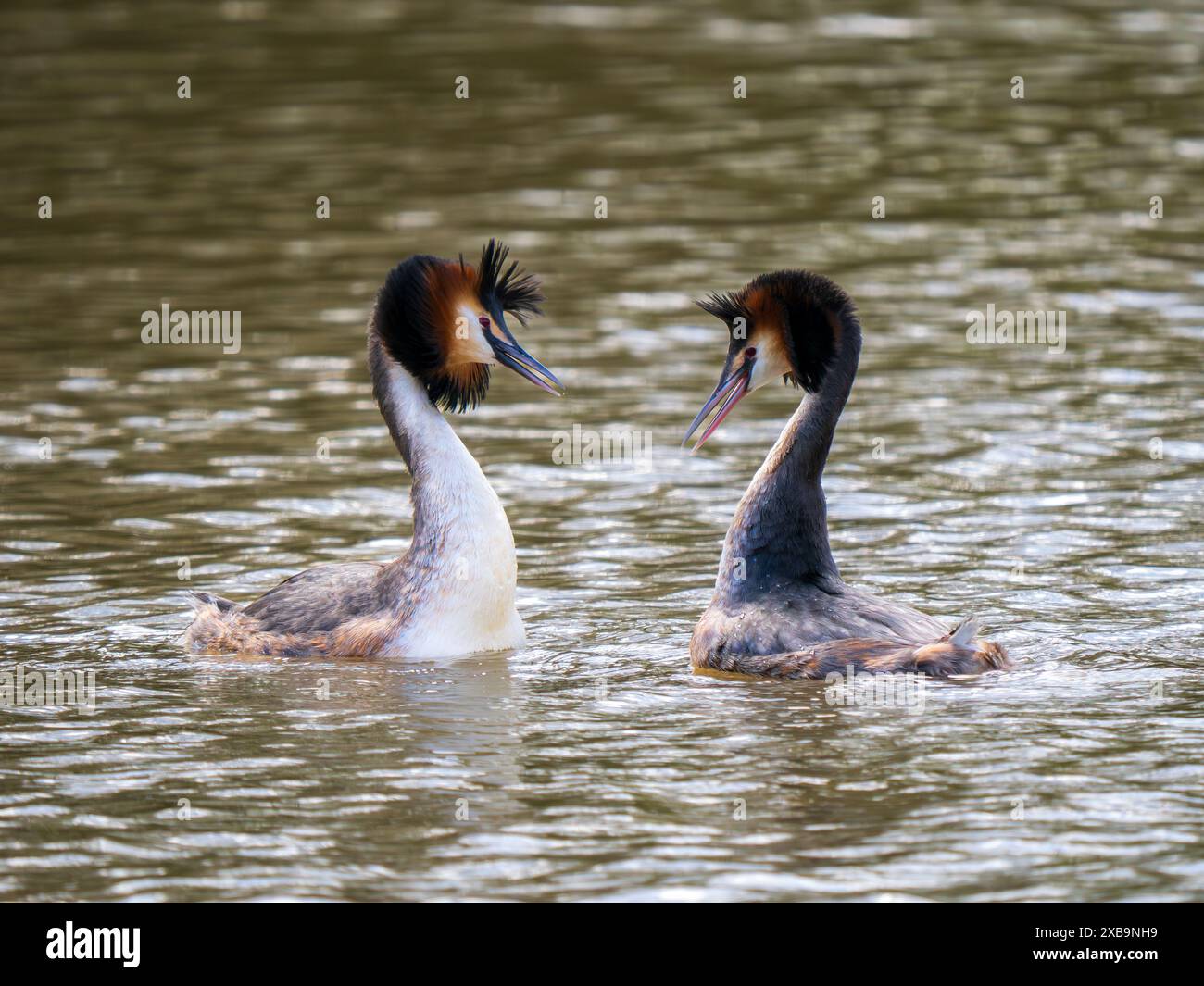 Great Crested Grebe Mirroring During Courtship Stock Photo - Alamy