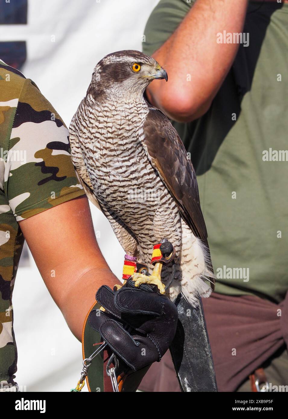 Falconers fist hi-res stock photography and images - Alamy
