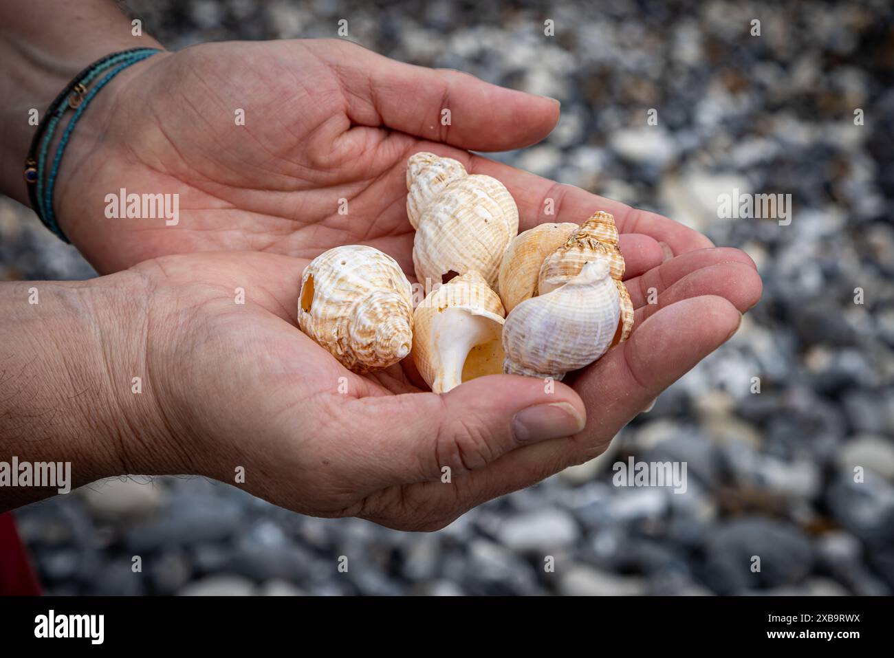 A woman with cupped hands holding whelk shells at the beach Stock Photo ...