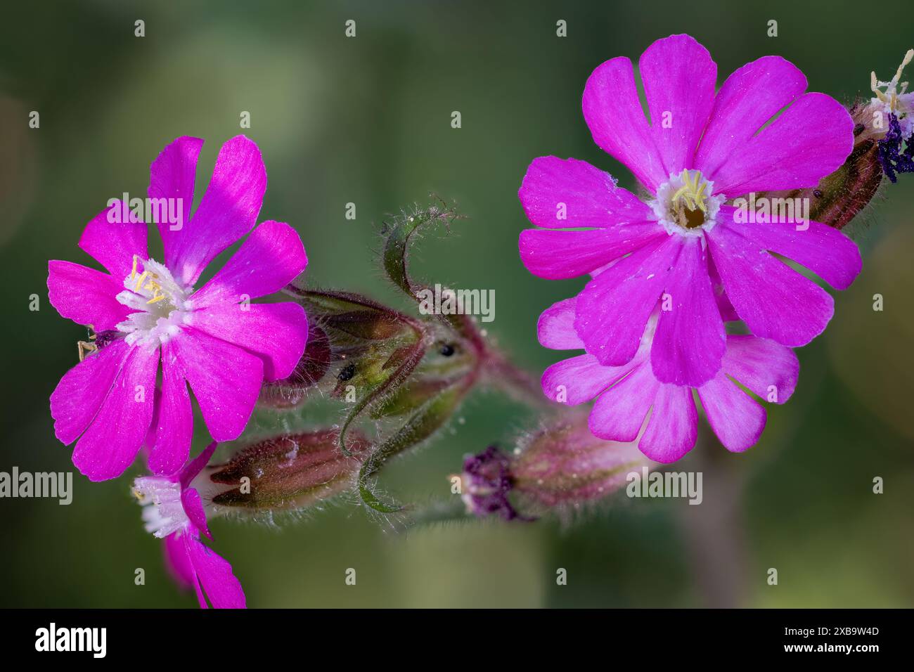 Red campion flowering Stock Photo - Alamy