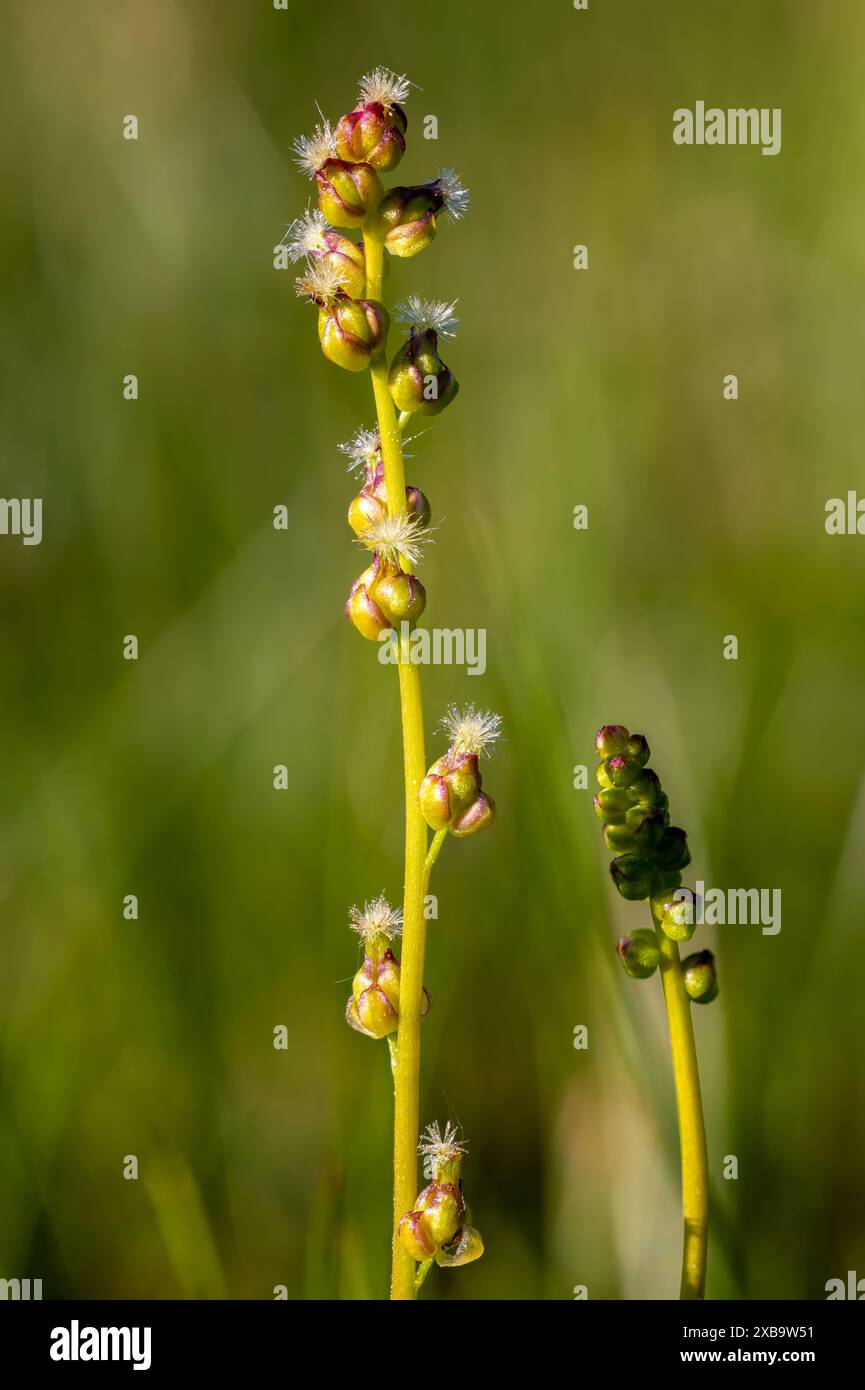 Marsh arrowgrass hi-res stock photography and images - Alamy