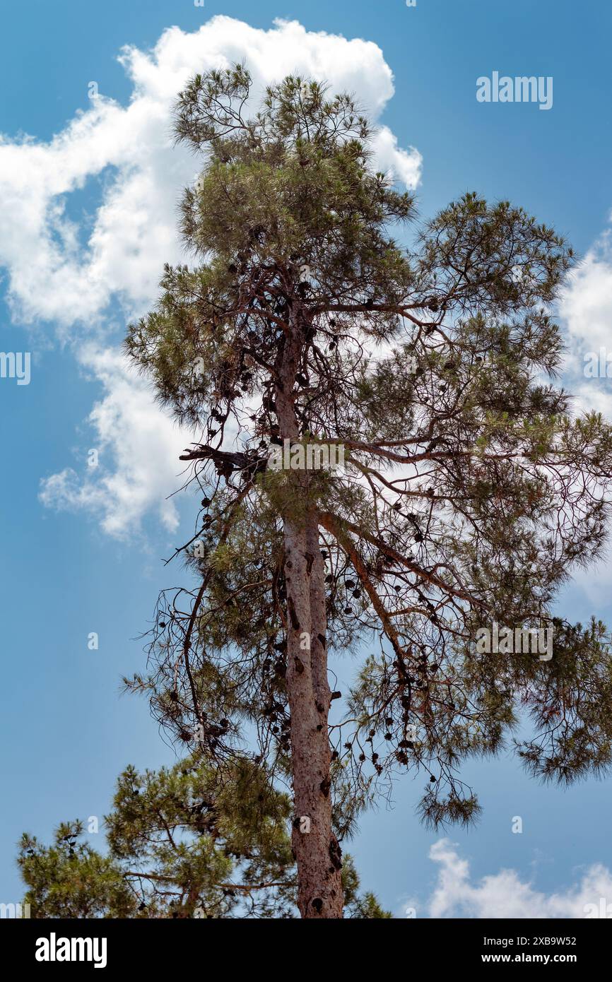 Roadside pine tree Stock Photo - Alamy
