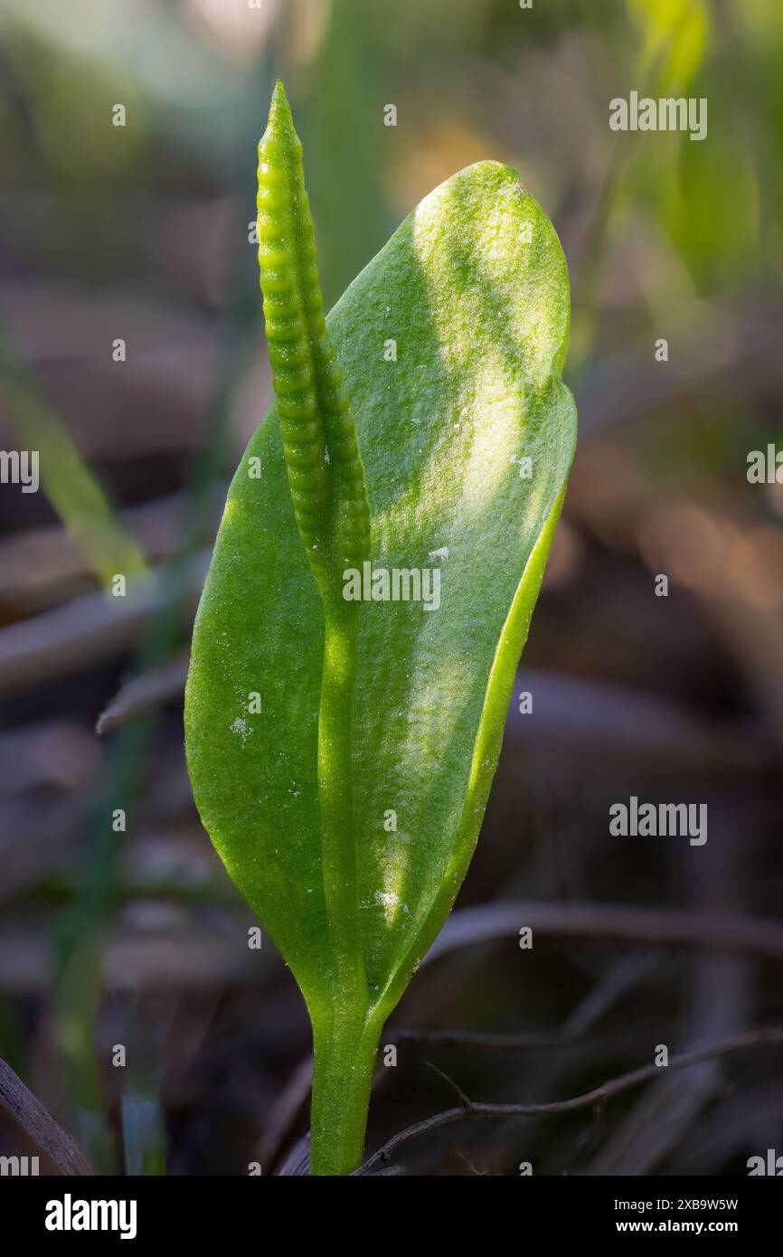 Adder’s tongue fern hi-res stock photography and images - Alamy