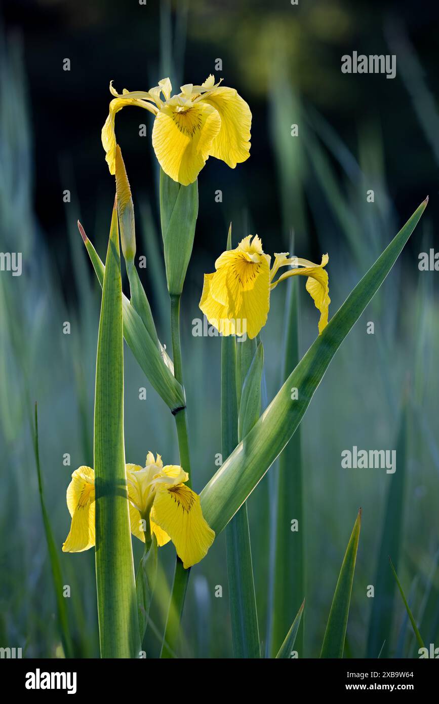 Yellow flowering water plants hi-res stock photography and images - Alamy
