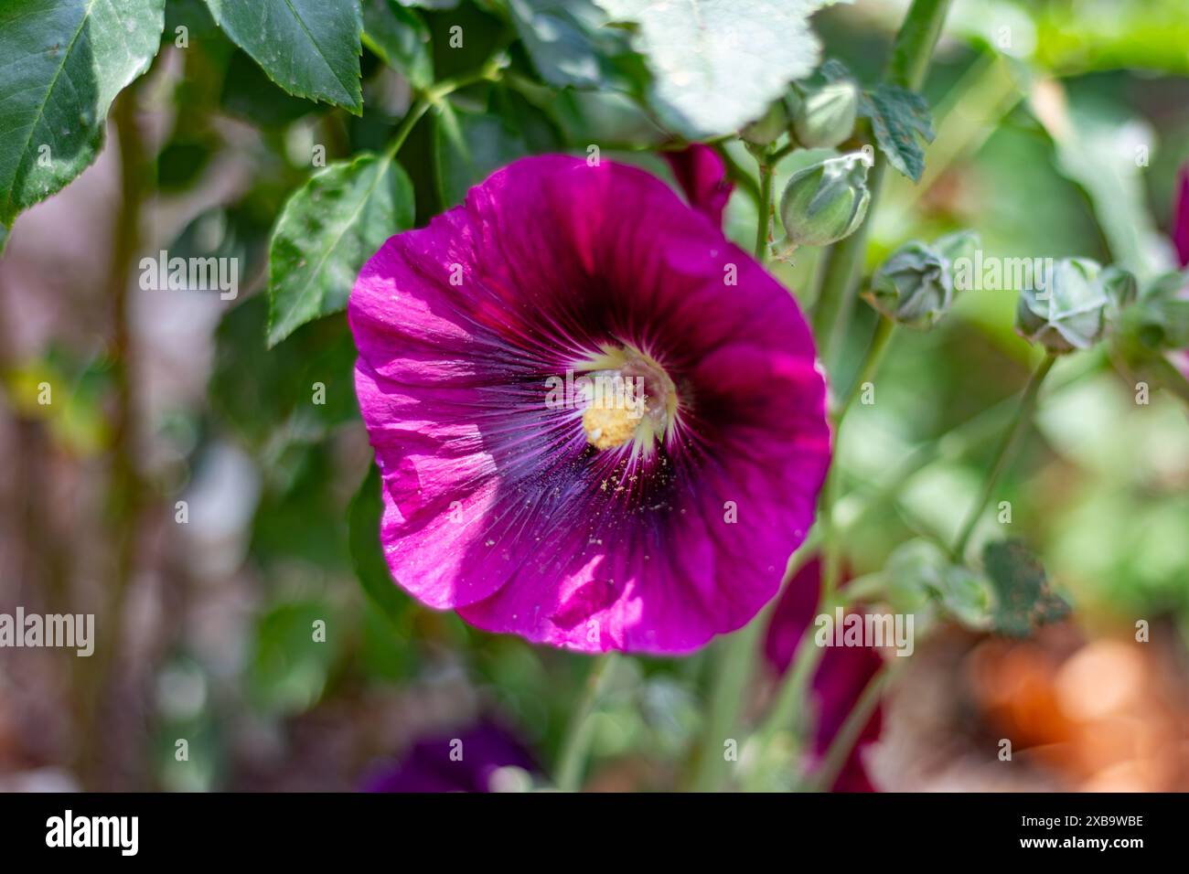 Streetside garden hi-res stock photography and images - Alamy