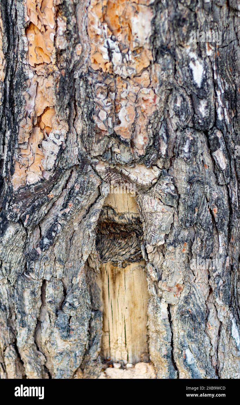 Trunk and stumps hi-res stock photography and images - Alamy