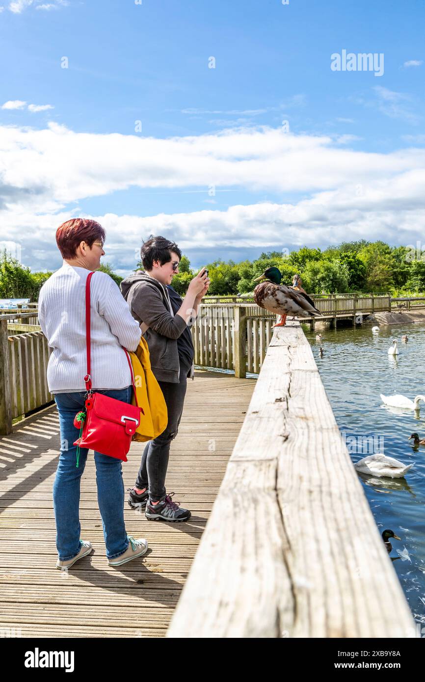 Visitors photograph Mallard ducks using a mobile phone. Slimbridge WWT ...