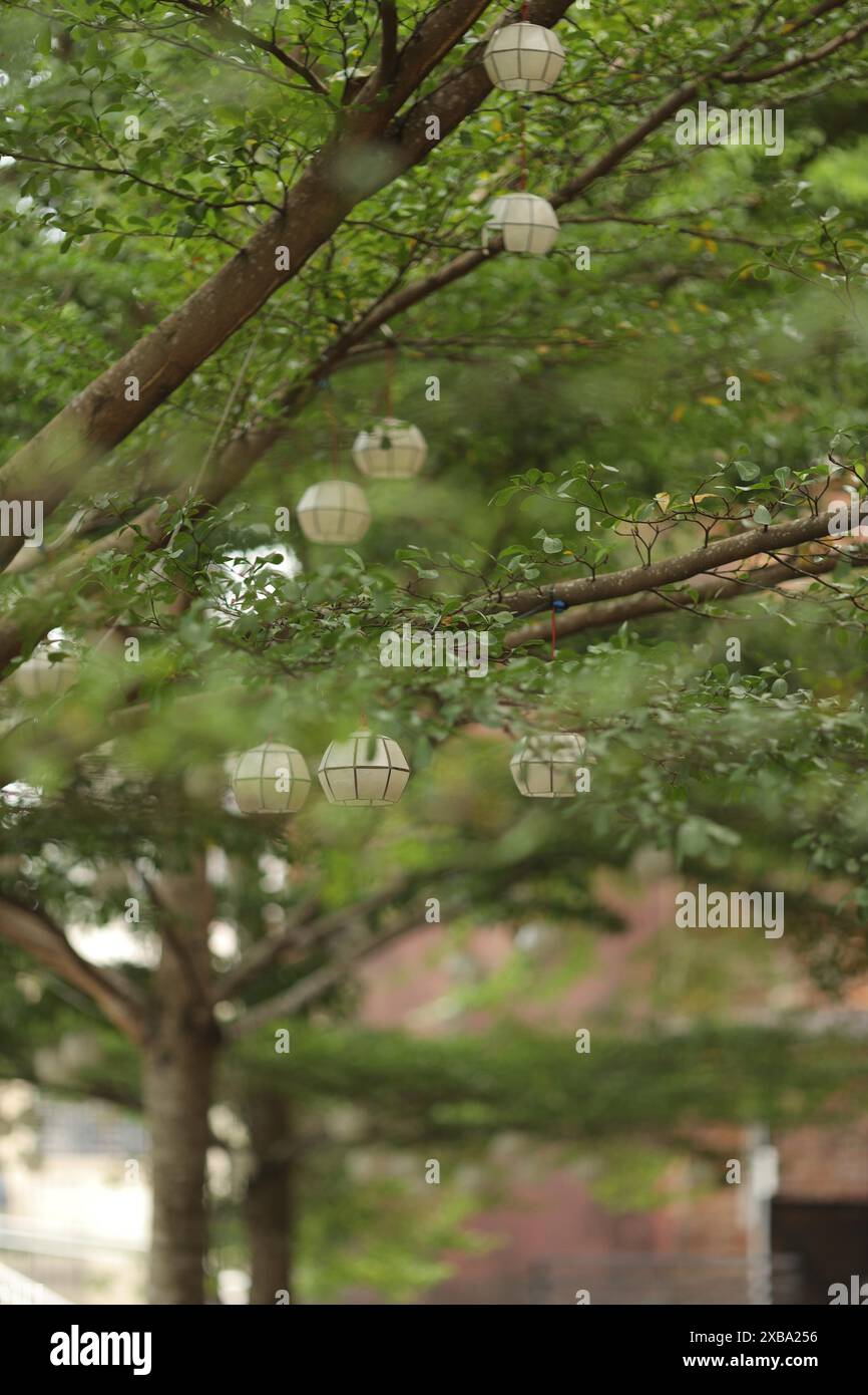 Capiz flower hi-res stock photography and images - Alamy