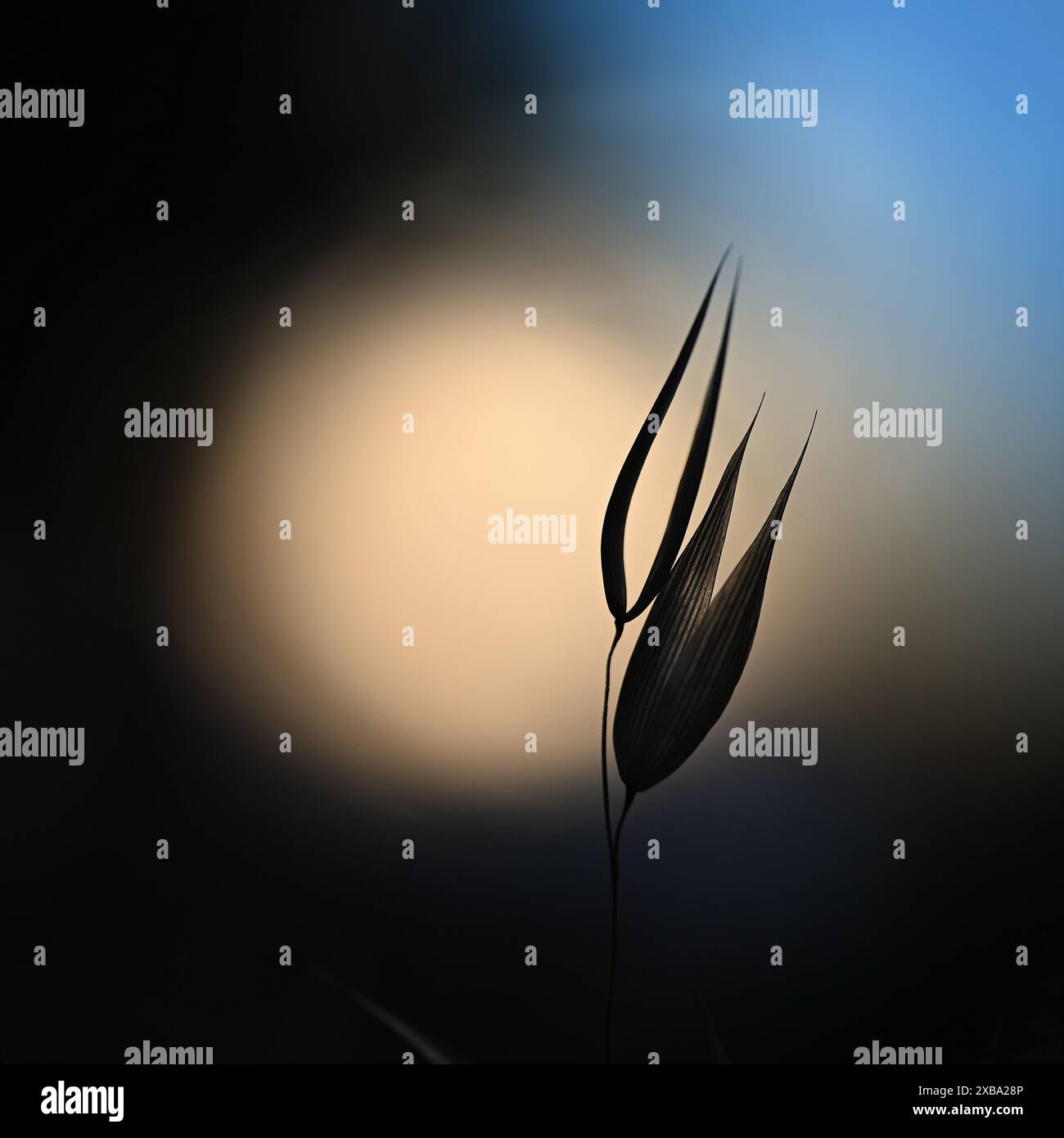 photo of an ear of corn backlit and sun in the colorful background ...