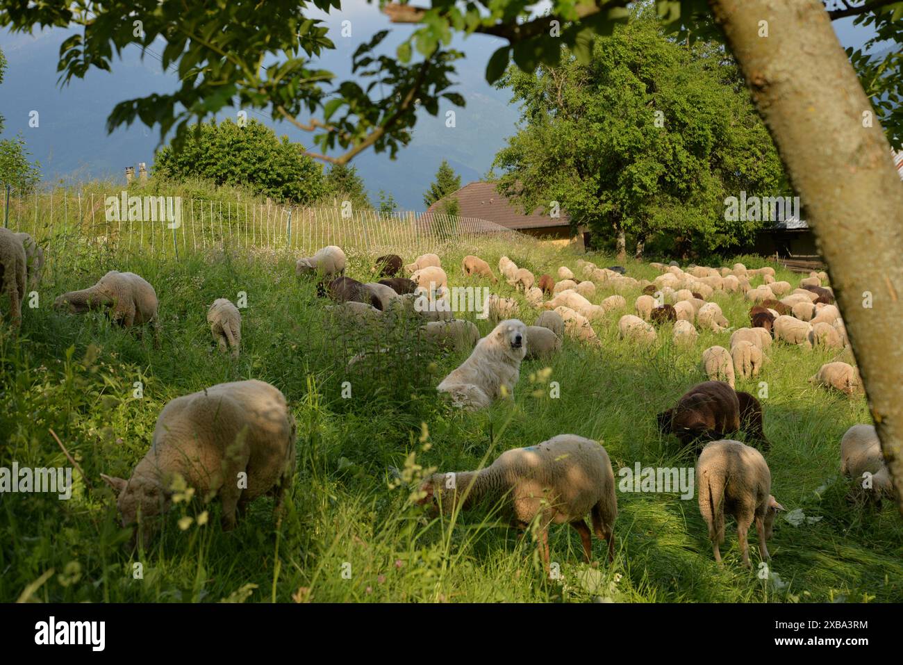 Patou guard dog monitoring a flock of sheep in Savoie Stock Photo - Alamy