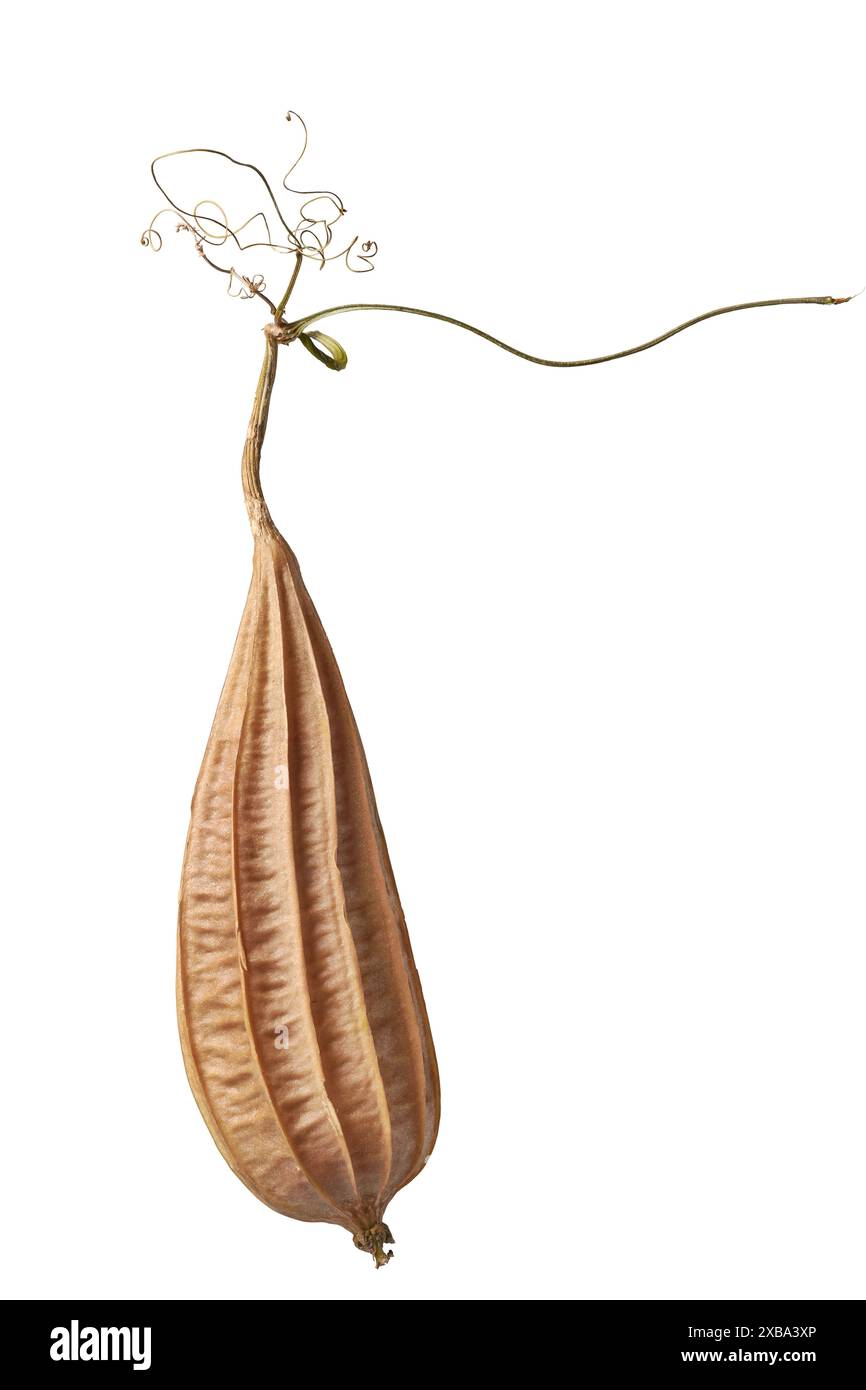 mature and dried angled luffa or loofah isolated white background ...
