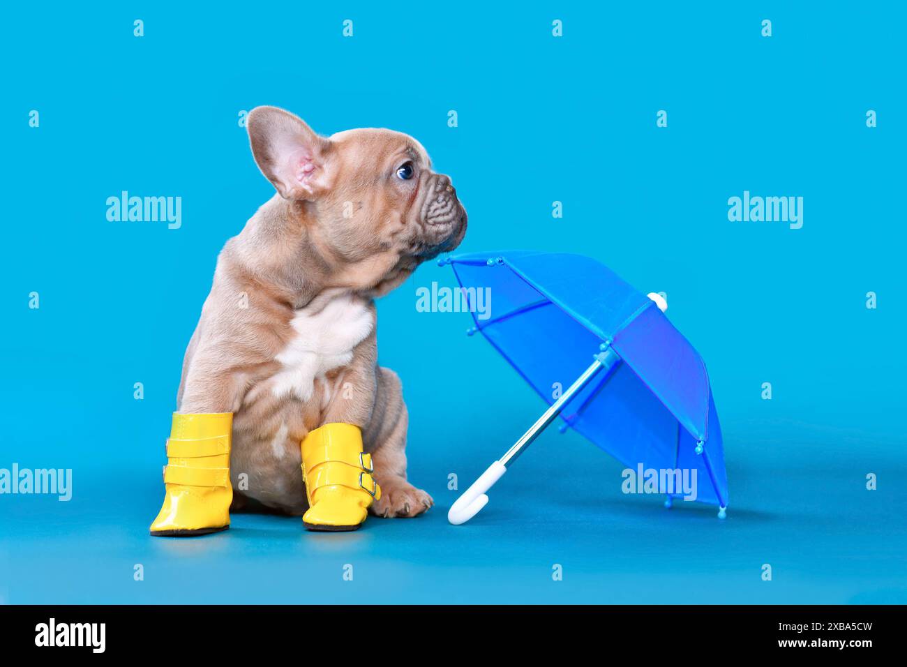 French Bulldog dog puppy wearing yellow rain rubber boots sitting next ...