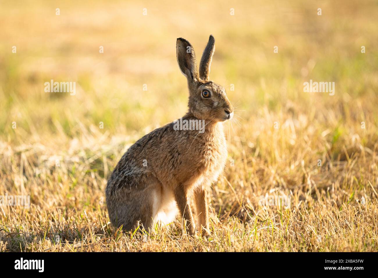 Brown hare - UK Stock Photo - Alamy