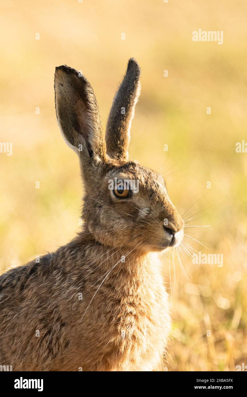 Uk hare hi-res stock photography and images - Alamy