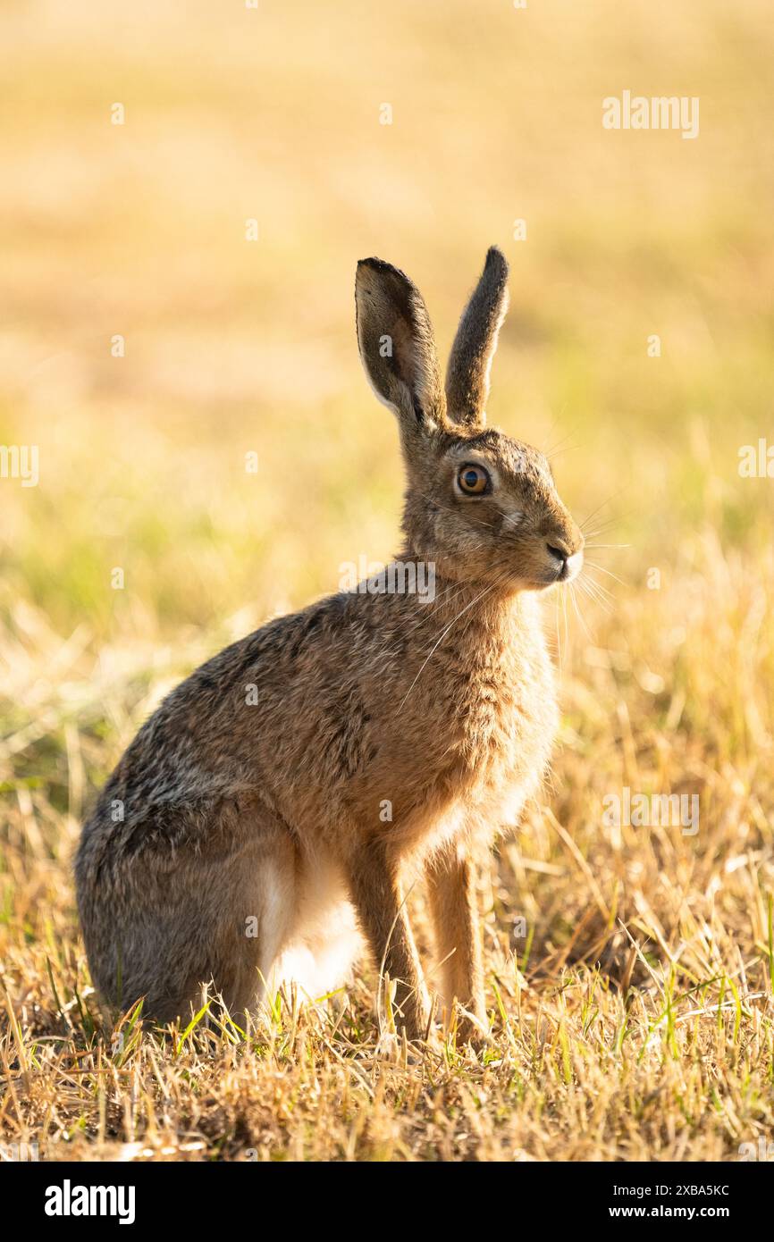 Brown hare uk hi-res stock photography and images - Alamy