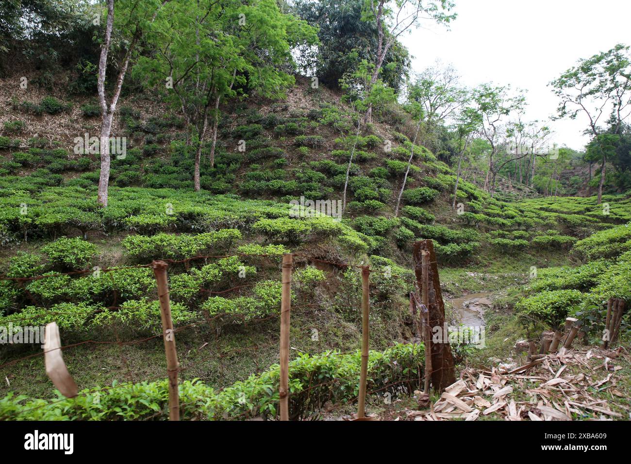 Sylhet tea plantations hi-res stock photography and images - Alamy