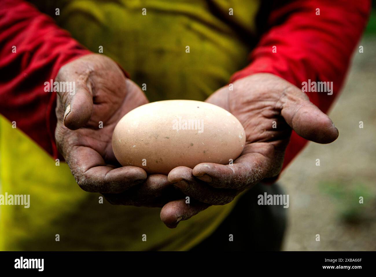 (240611) -- CENTRAL SULAWESI, June 11, 2024 (Xinhua) -- A local ...