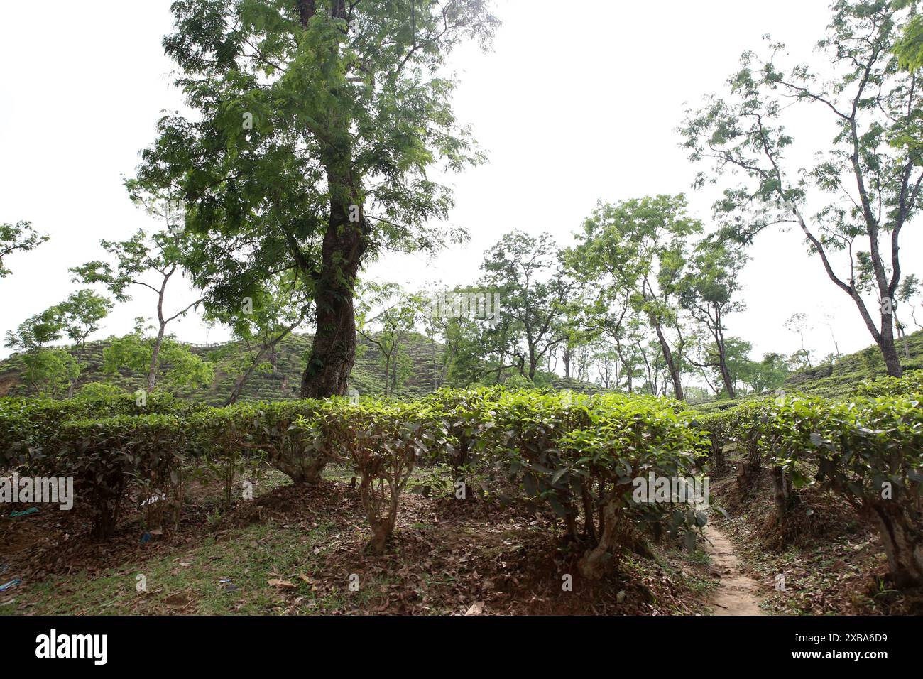Sylhet tea plantations hi-res stock photography and images - Alamy