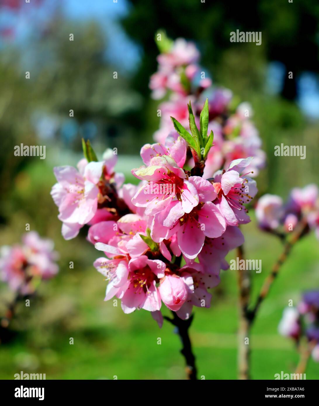 A blooming almond tree, branch, pink flowers, in spring. detailed view ...