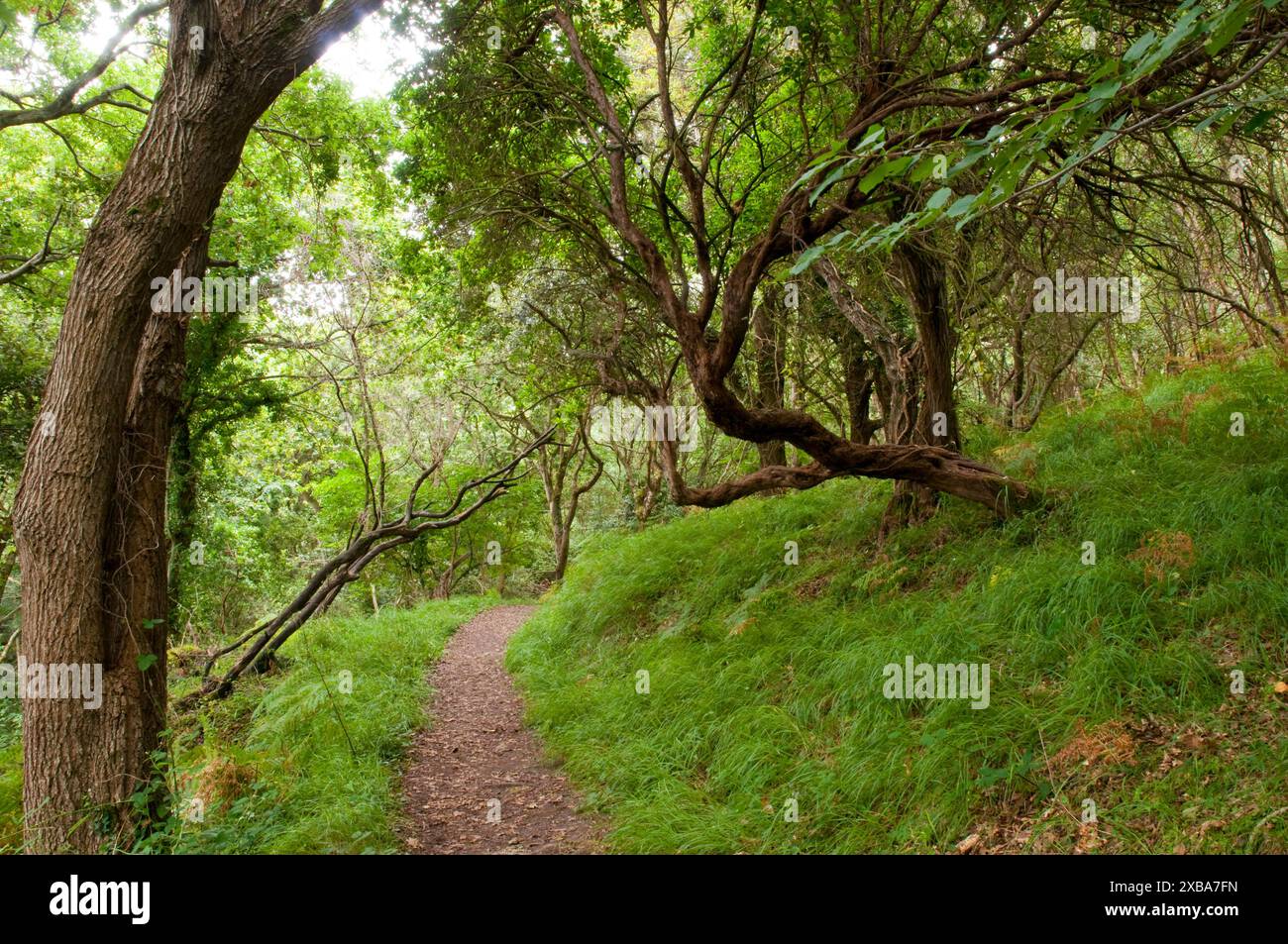 Path in the forest. Asturias, Spain Stock Photo - Alamy