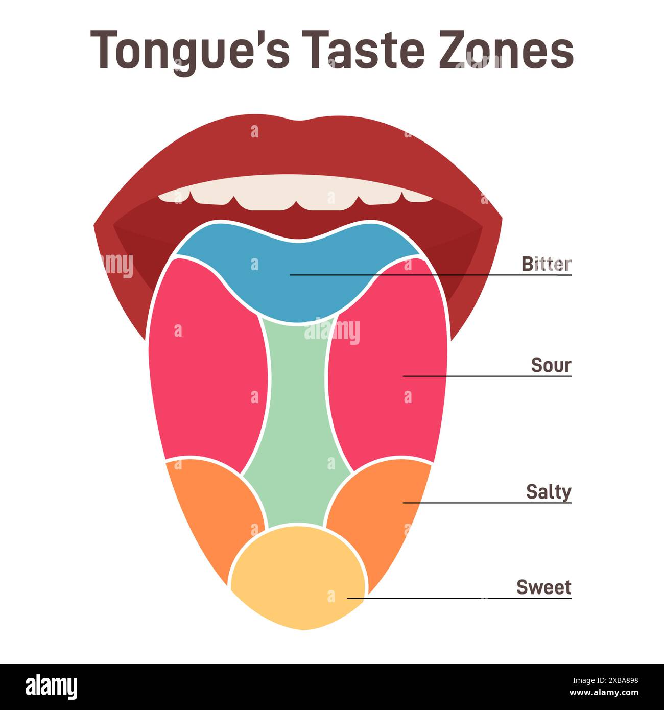 Human tongue. Muscular organ with papillae, taste receptors zones ...