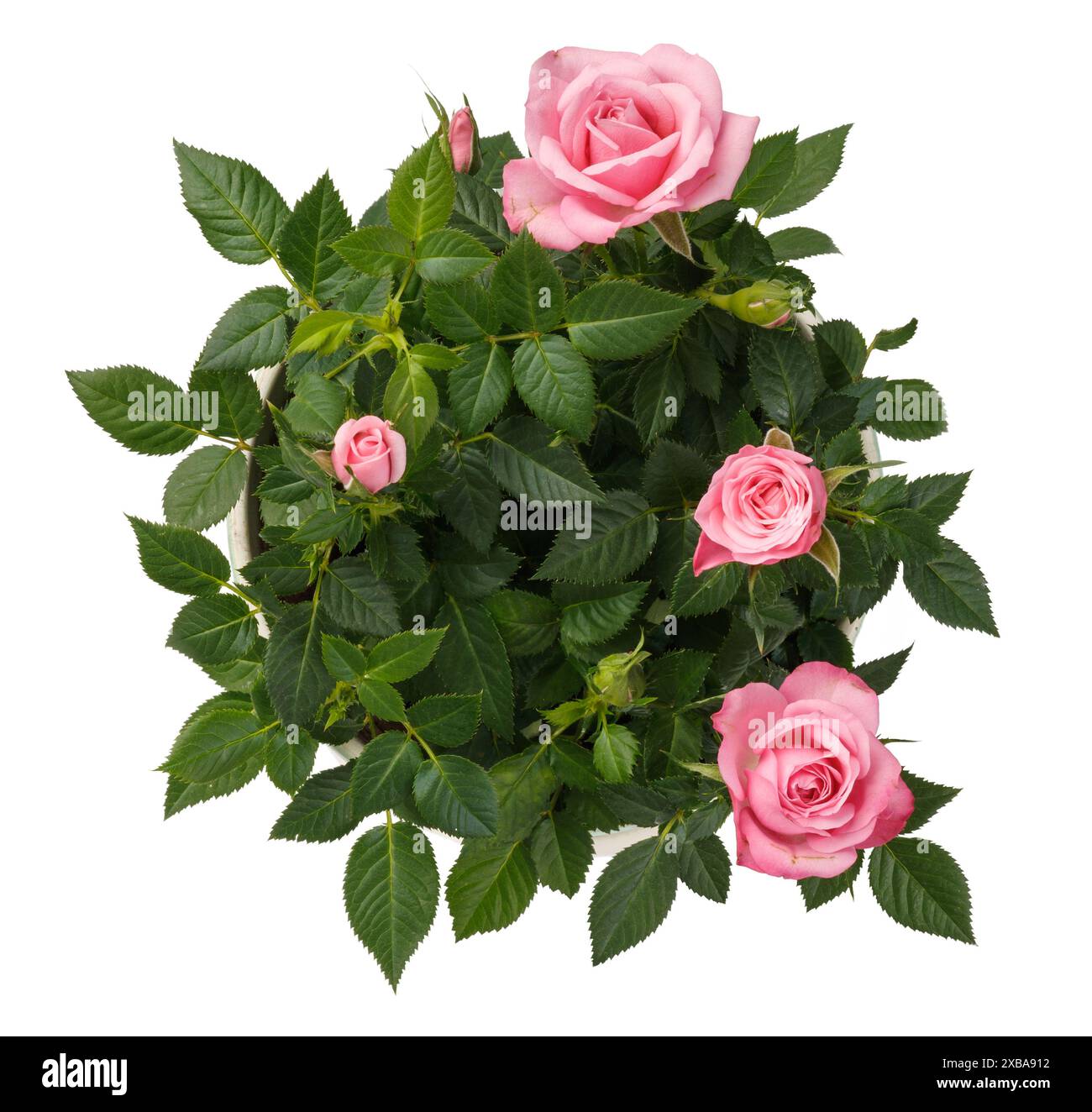 Interior view small bush Cut Out Stock Images & Pictures - Alamy