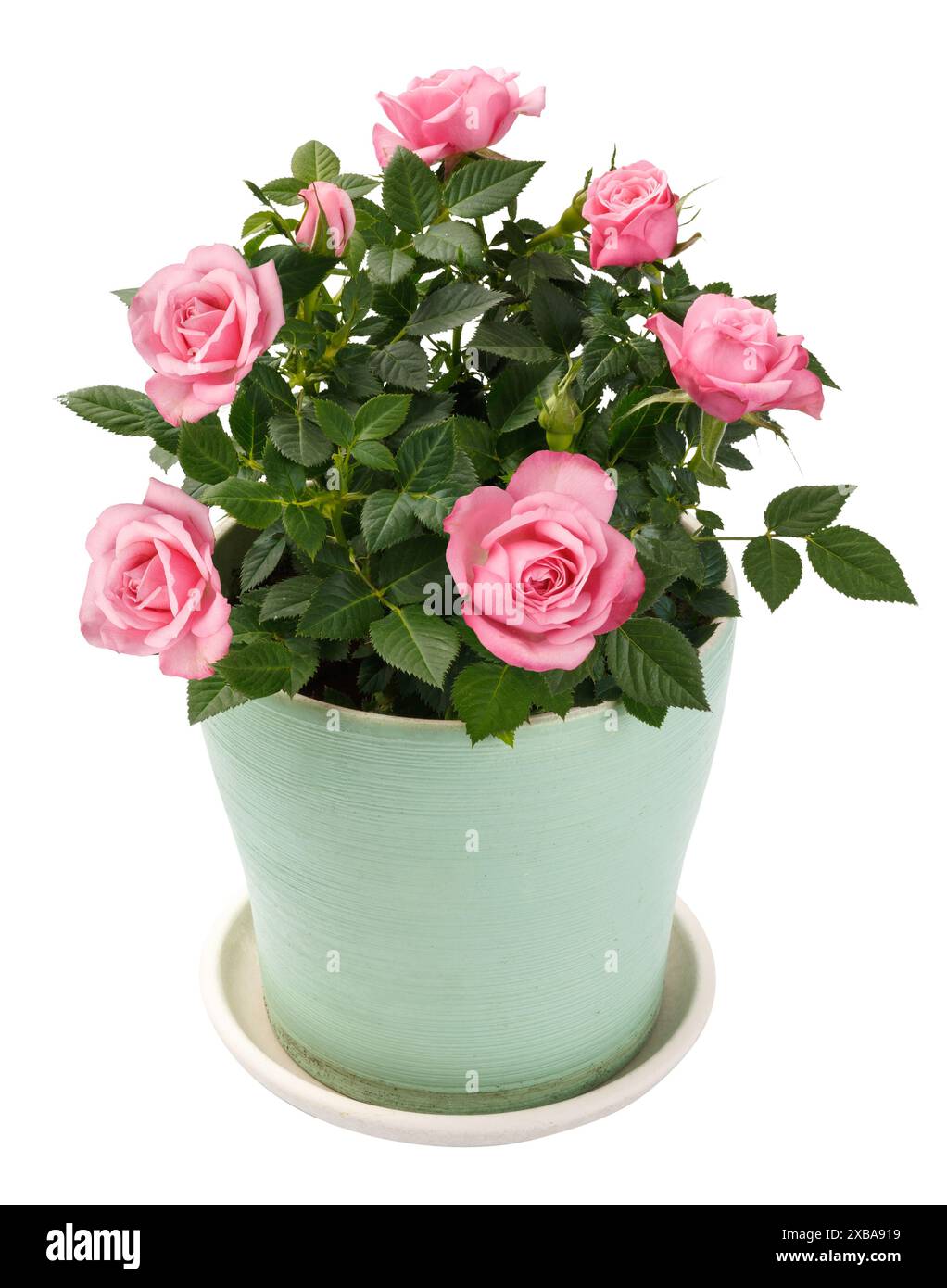 Miniature Rose house plant in flower pot. Top view. Rose on white Stock ...