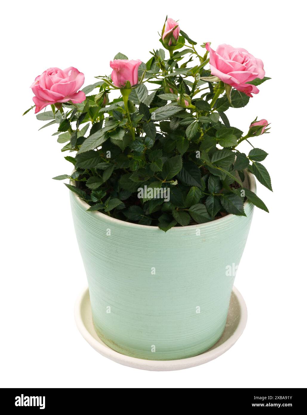 Miniature Rose house plant in flower pot. Top view. Rose on white Stock ...