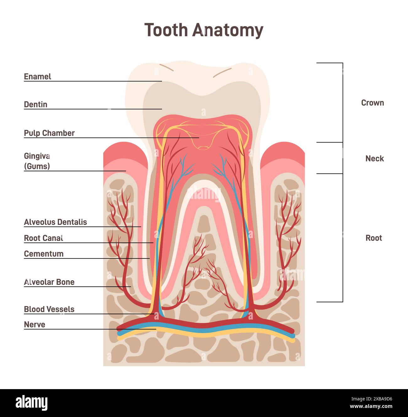 Human tooth structure. Cross section scheme representing tooth layers. Enamel, dentine, pulp ...