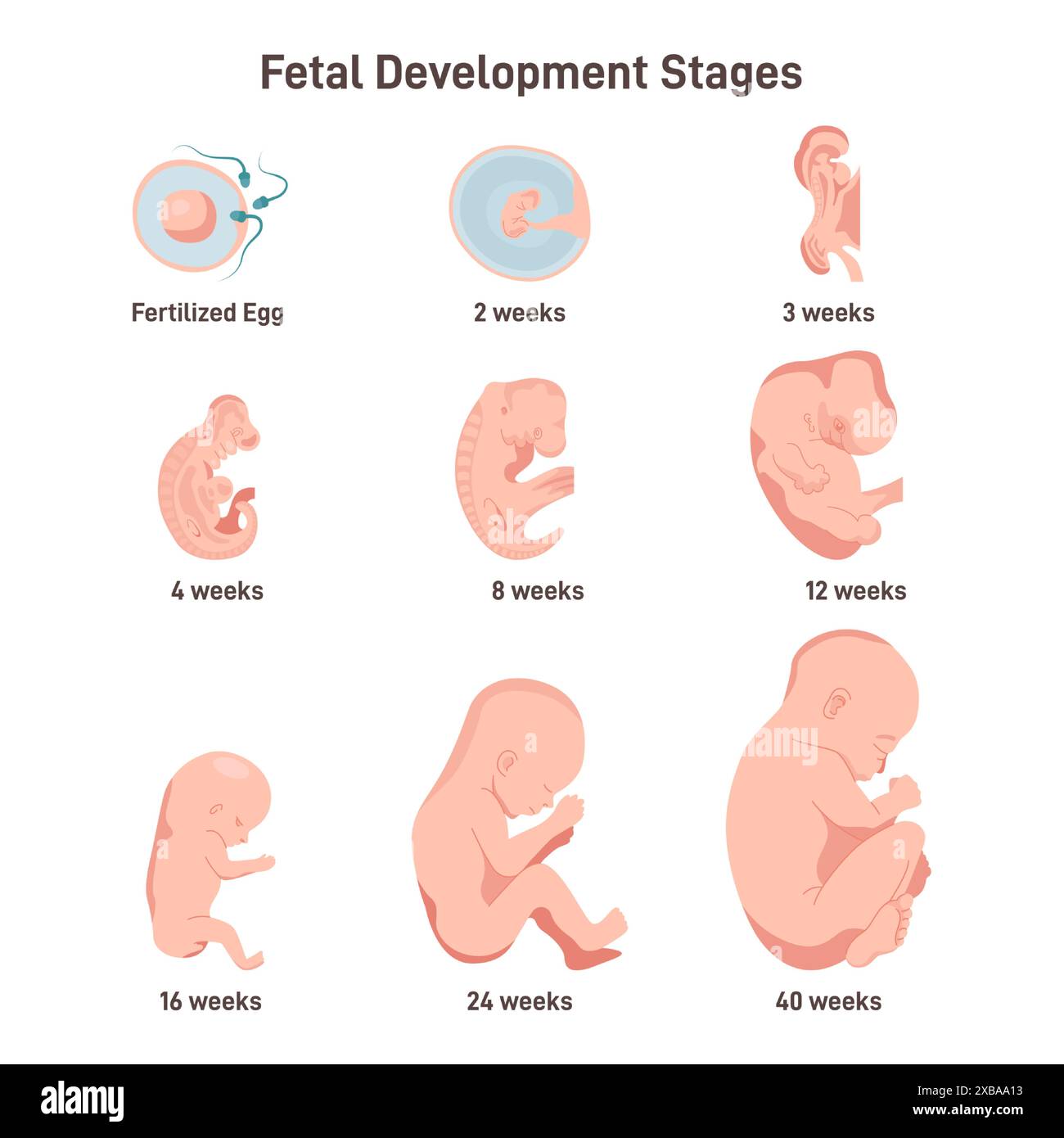 Fetal Development Stages Set From Fertilized Egg To 40 Weeks Fetus Human Embryo Growing
