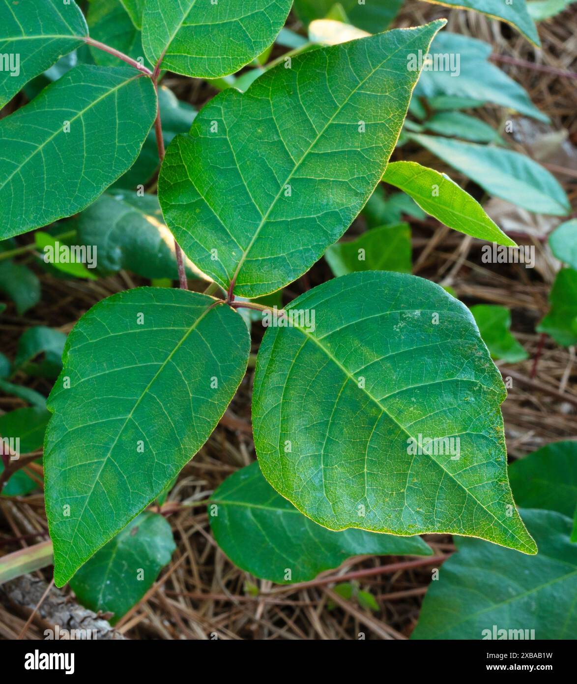 Poison ivy plant in a forest with pine needles with leaves rim lit by ...