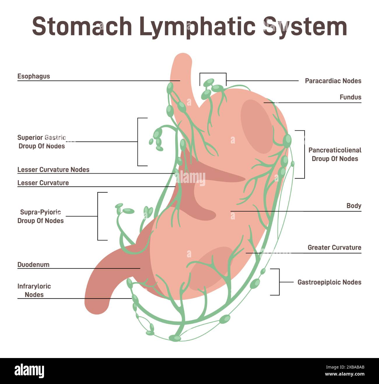 Medical descriptions Stock Vector Images - Alamy