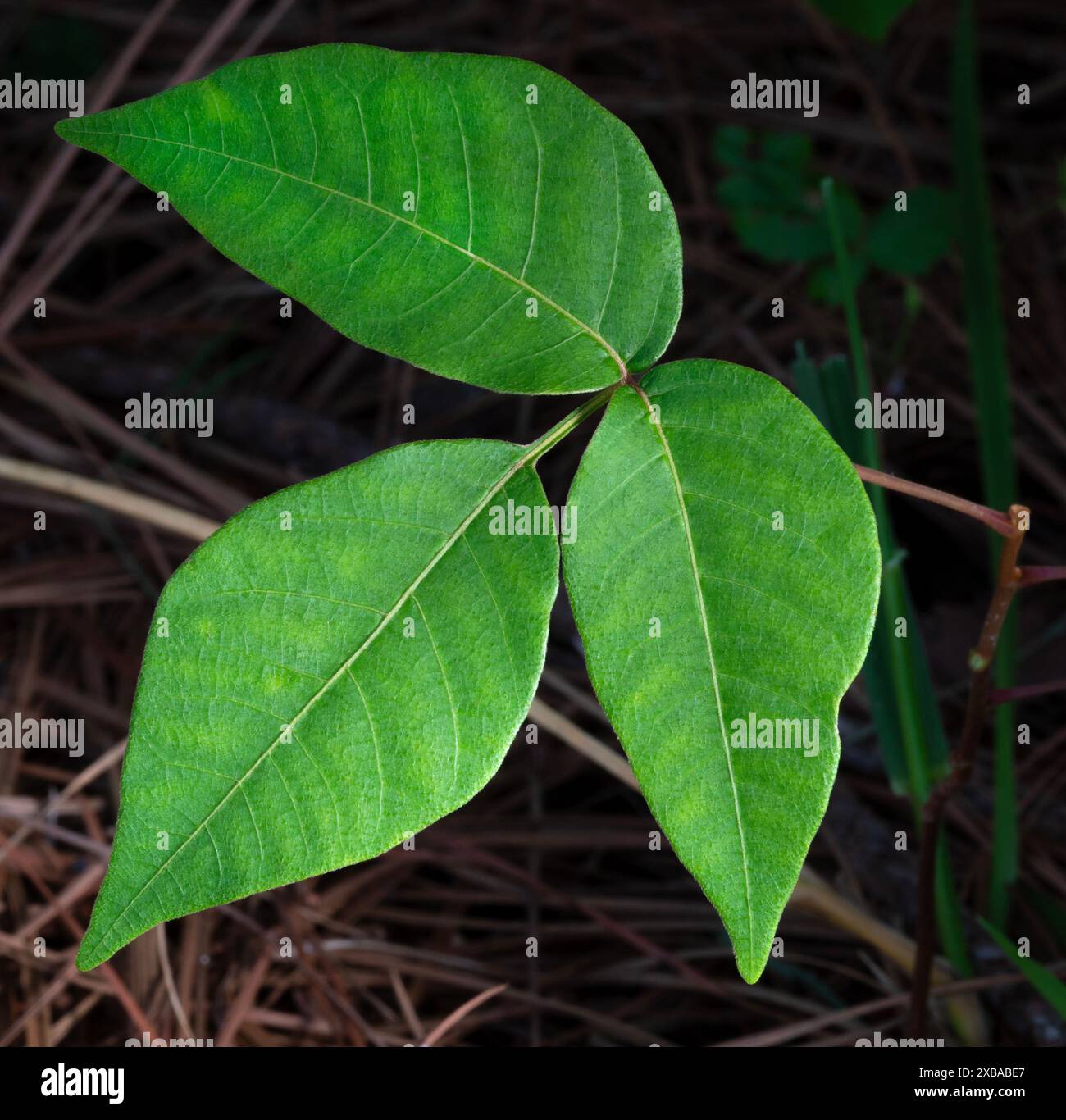 Big green poison ivy leaves with a thick carpet of pine needles ...