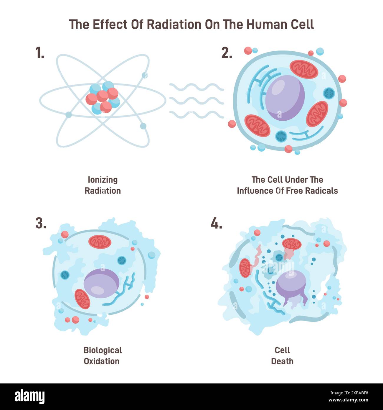 Cell death from ionizing radiation. Free radicals damage a cell ...