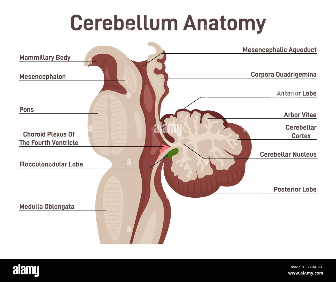 Cerebellum Anatomy Labeled Diagram Of Cerebellum Cross Section Motor Control Balance And