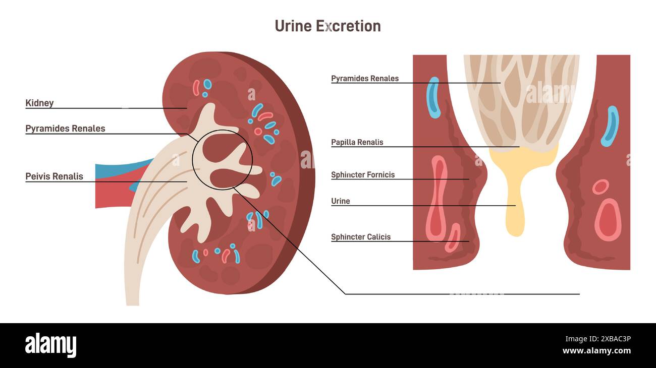 Excretion process. Urinary system function. Kidney cross section ...