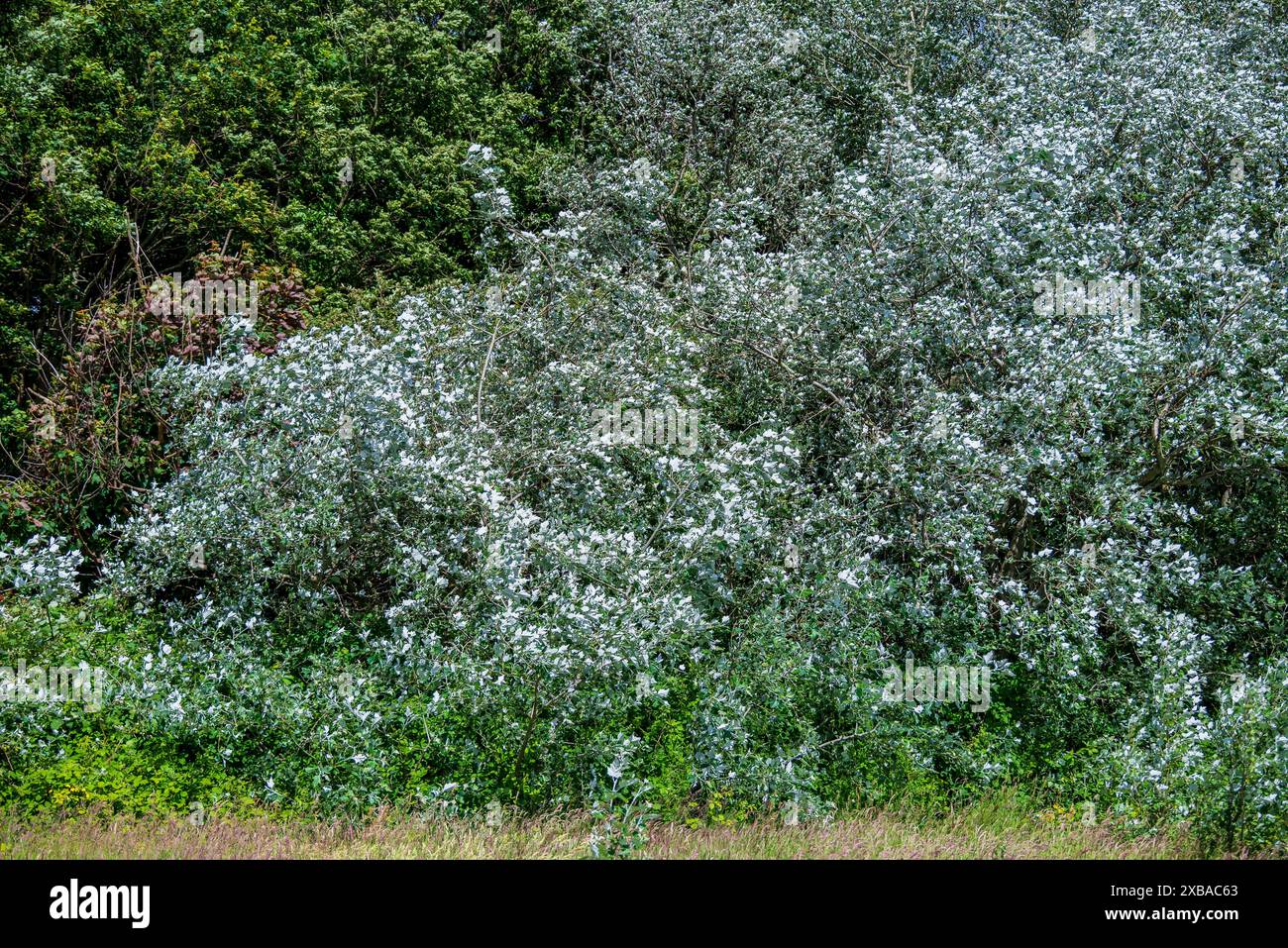 Silver poplar trees. Populus alba, silverleaf poplar, or white poplar ...