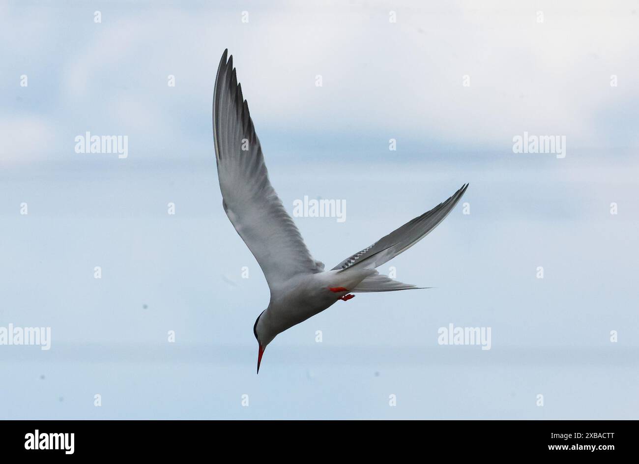 PURFLEET, United Kingdom, JUNE 11: Common Tern in flight at RSPB ...