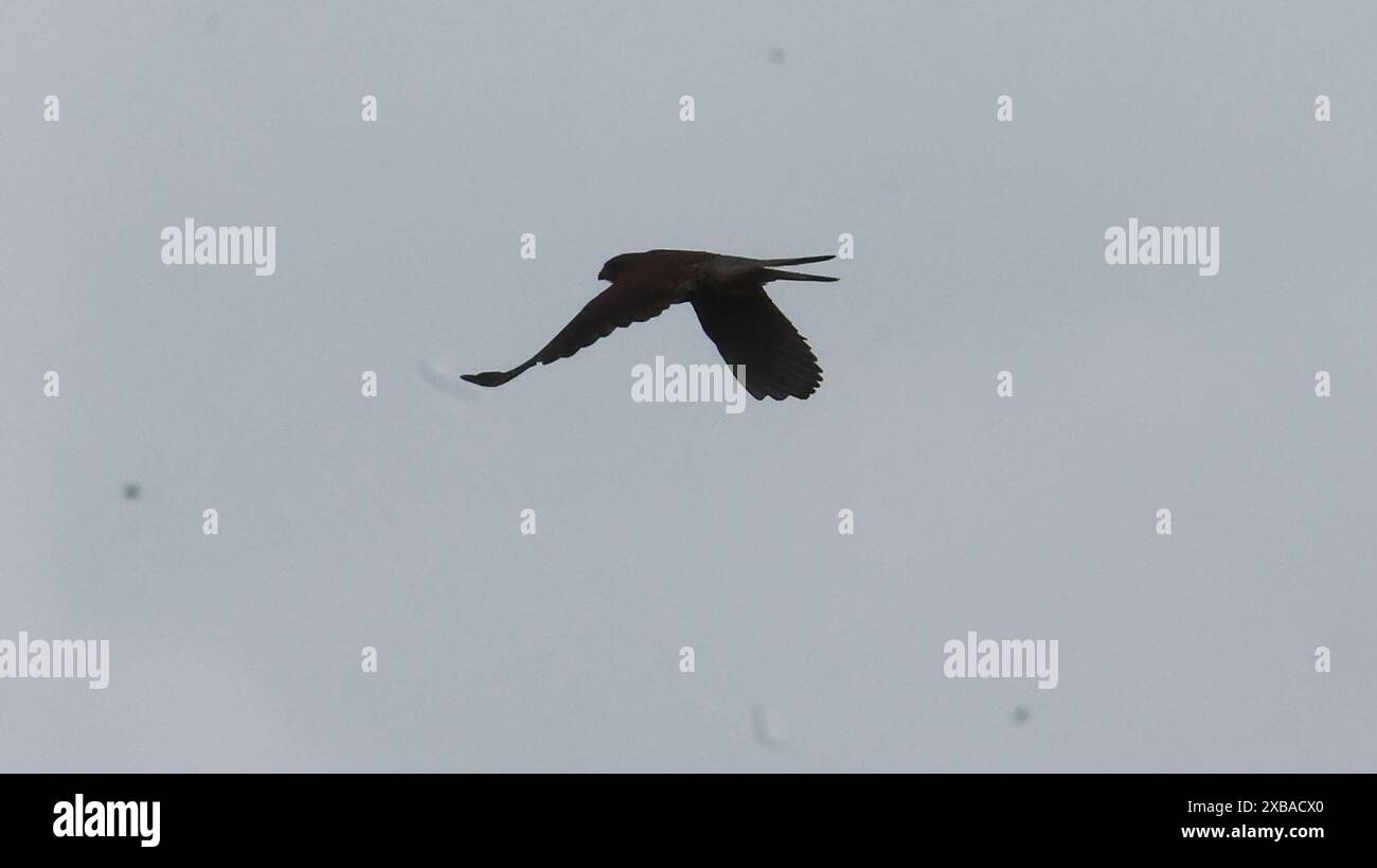 PURFLEET, United Kingdom, JUNE 11: Kestrel in flight at RSPB Rainham ...