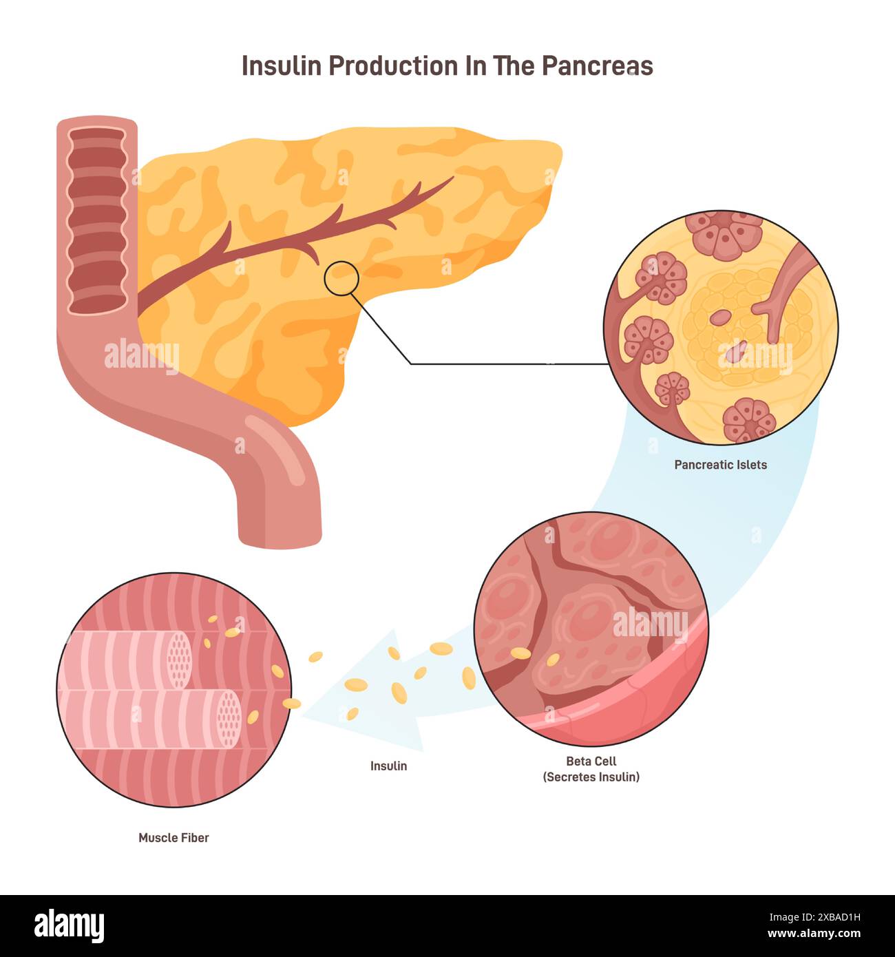 Insulin production mechanism. Pancreas b-cells release insulin ...