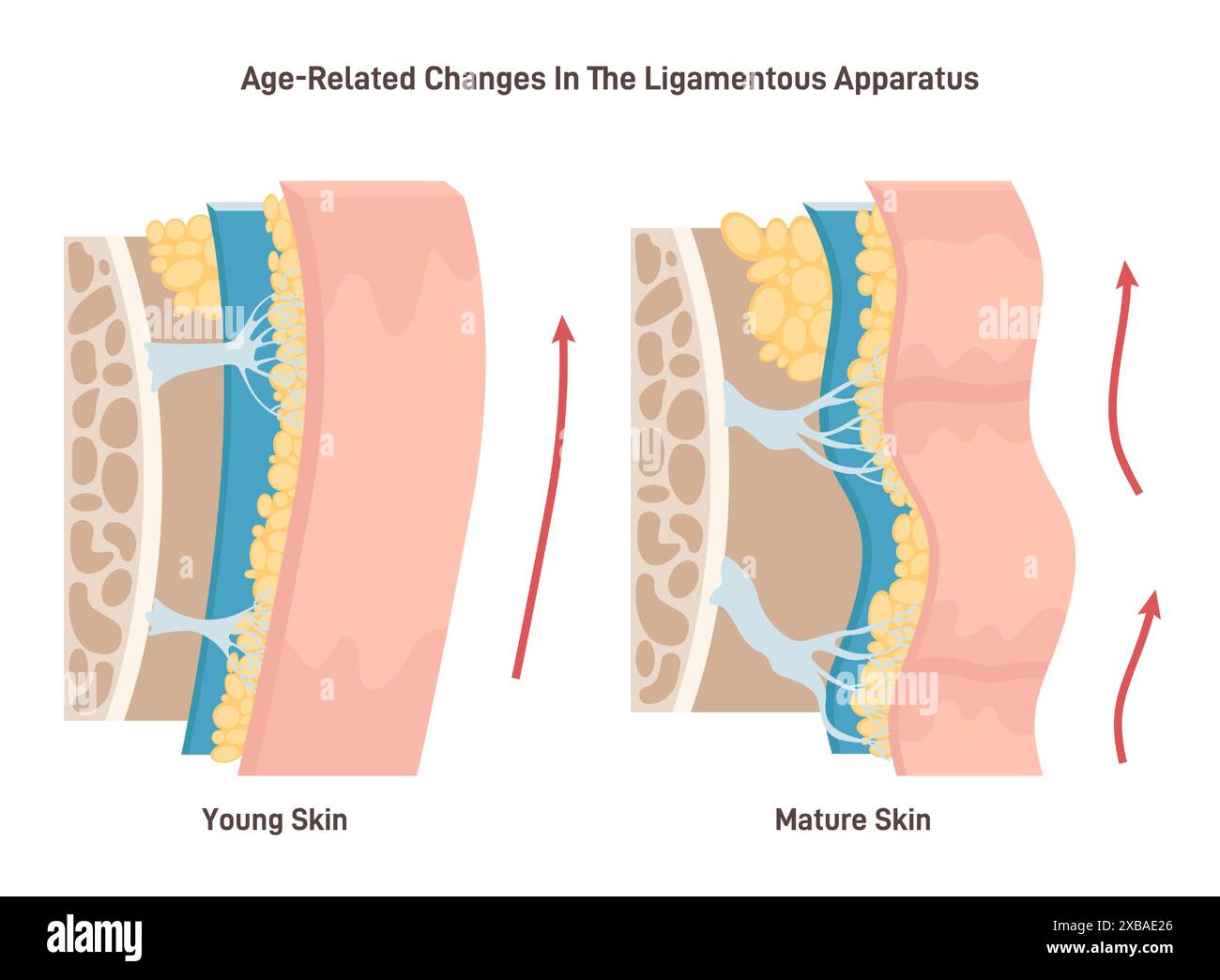 Aging process and face skin ligaments loosening. Close-up skin ...