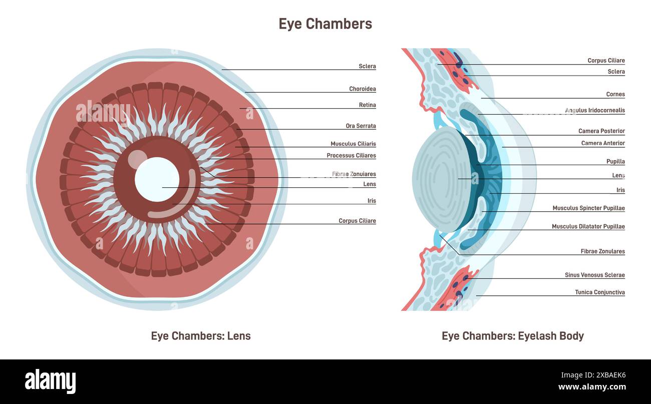 Human eye anatomy. Vision eyeball front segment close up cross section ... Human eye anatomy. Vision eyeball front segment close up cross section ...