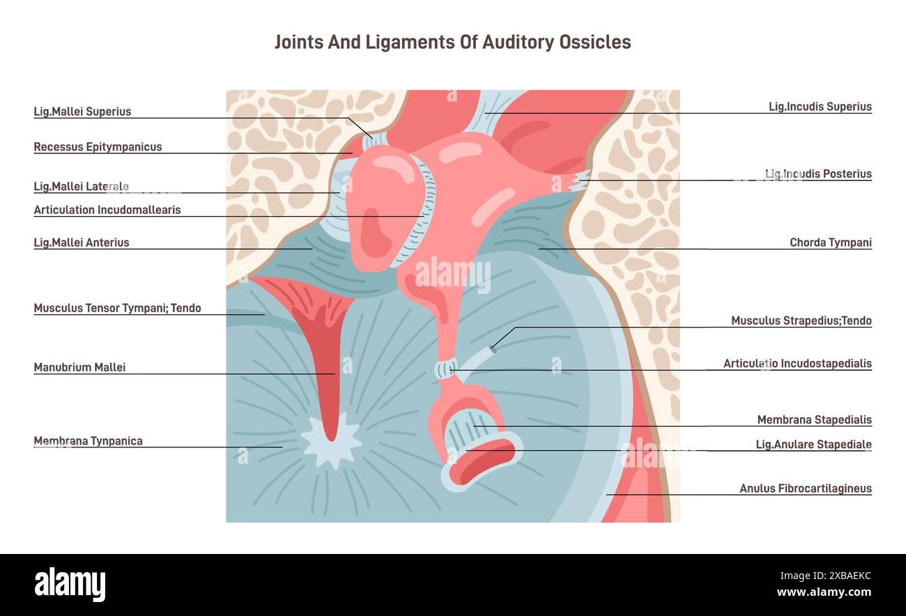 Auditory ossicles joints and ligaments. Middle ear tympanic membrane to ...